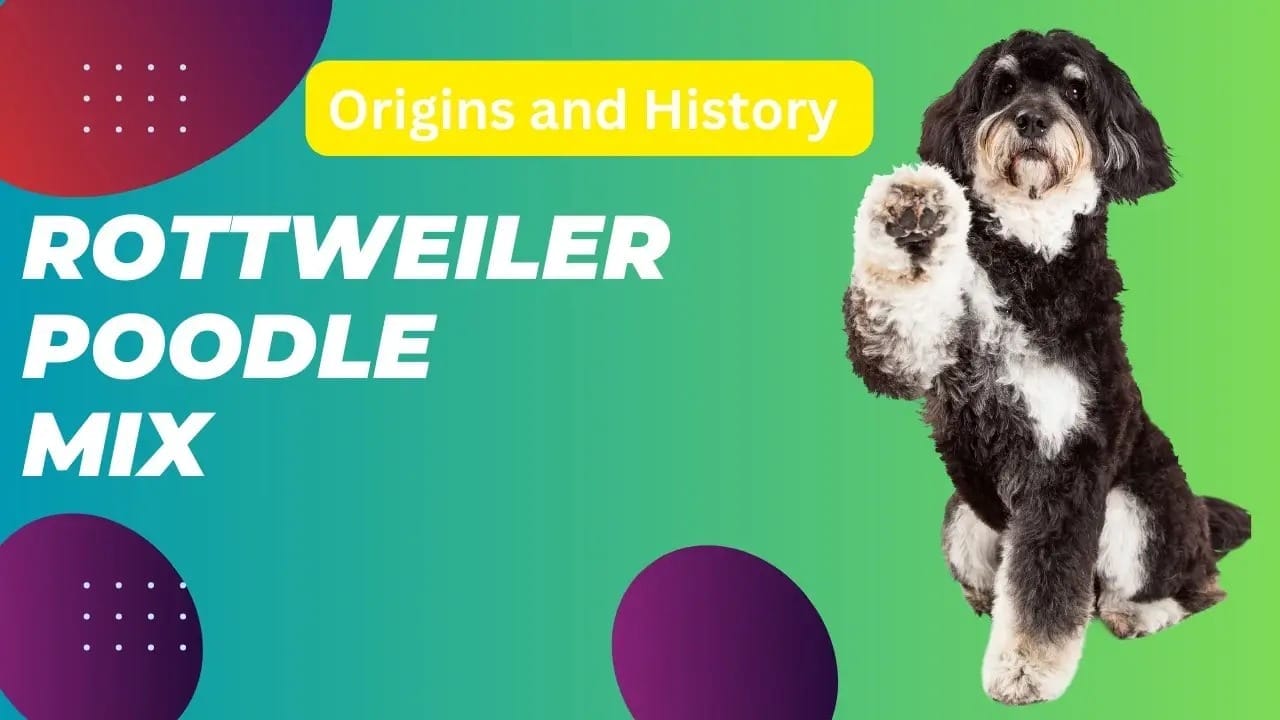 Rottweiler Poodle Mix (Rottle): Ultimate Guide To The Rottie Breed ...